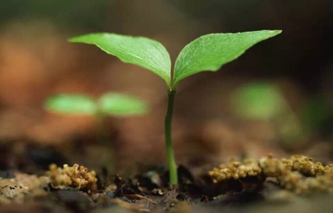 Technical Communication Education Taking Roots in China – Danir